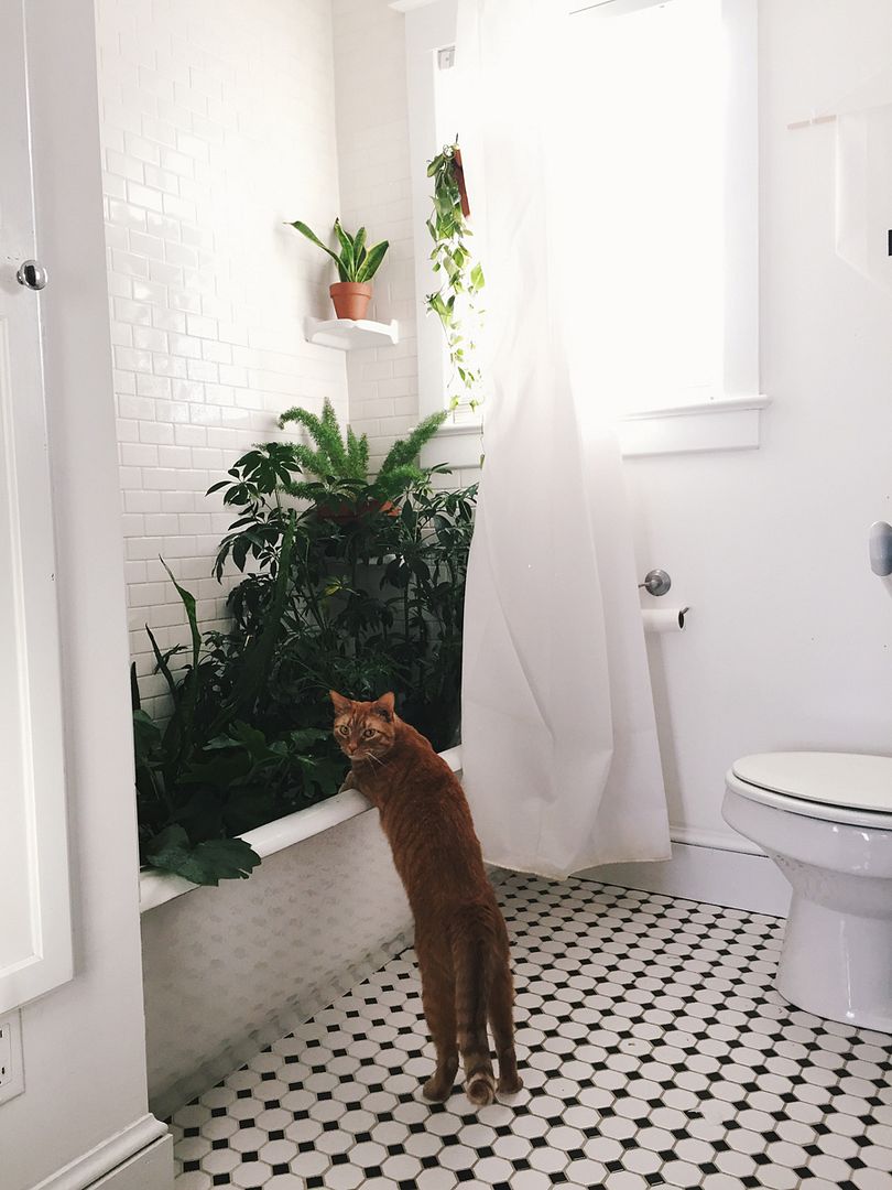 Give Your Houseplants A Shower! — Brooke Courtney Give Your Houseplants A Shower! — Brooke Courtney